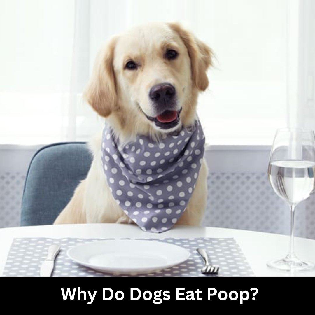 Why Do Dogs Eat Poop? – City Doggo