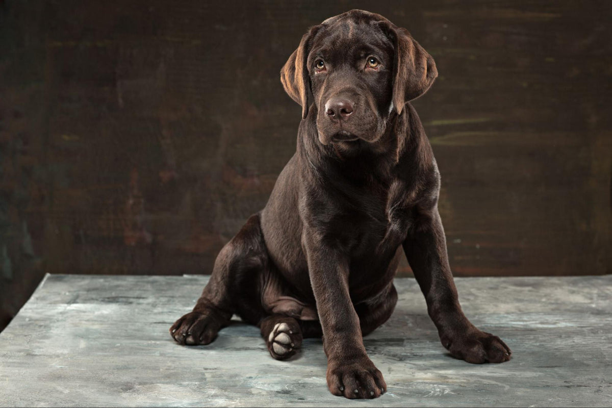 How Much Does a Labrador Puppy Cost? A Comprehensive Guide – City Doggo