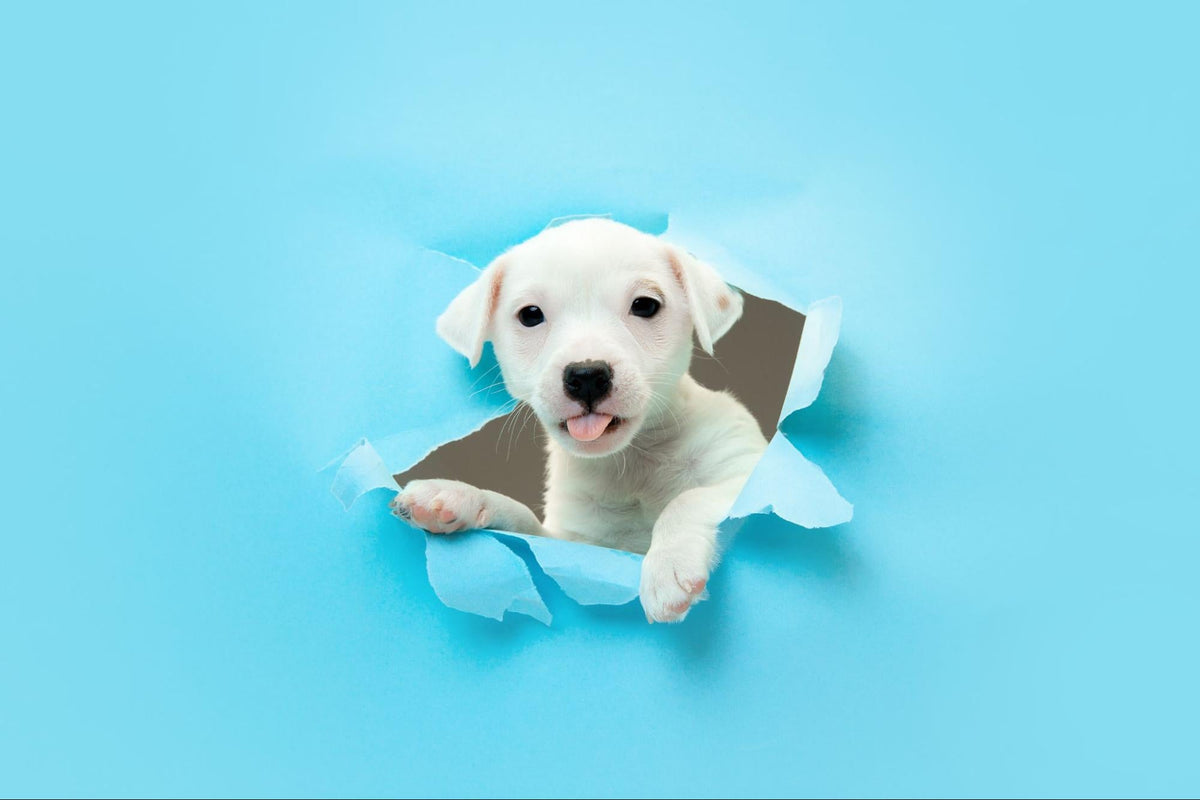 What to Expect in the First Forty-Eight Hours with a New Puppy – City Doggo