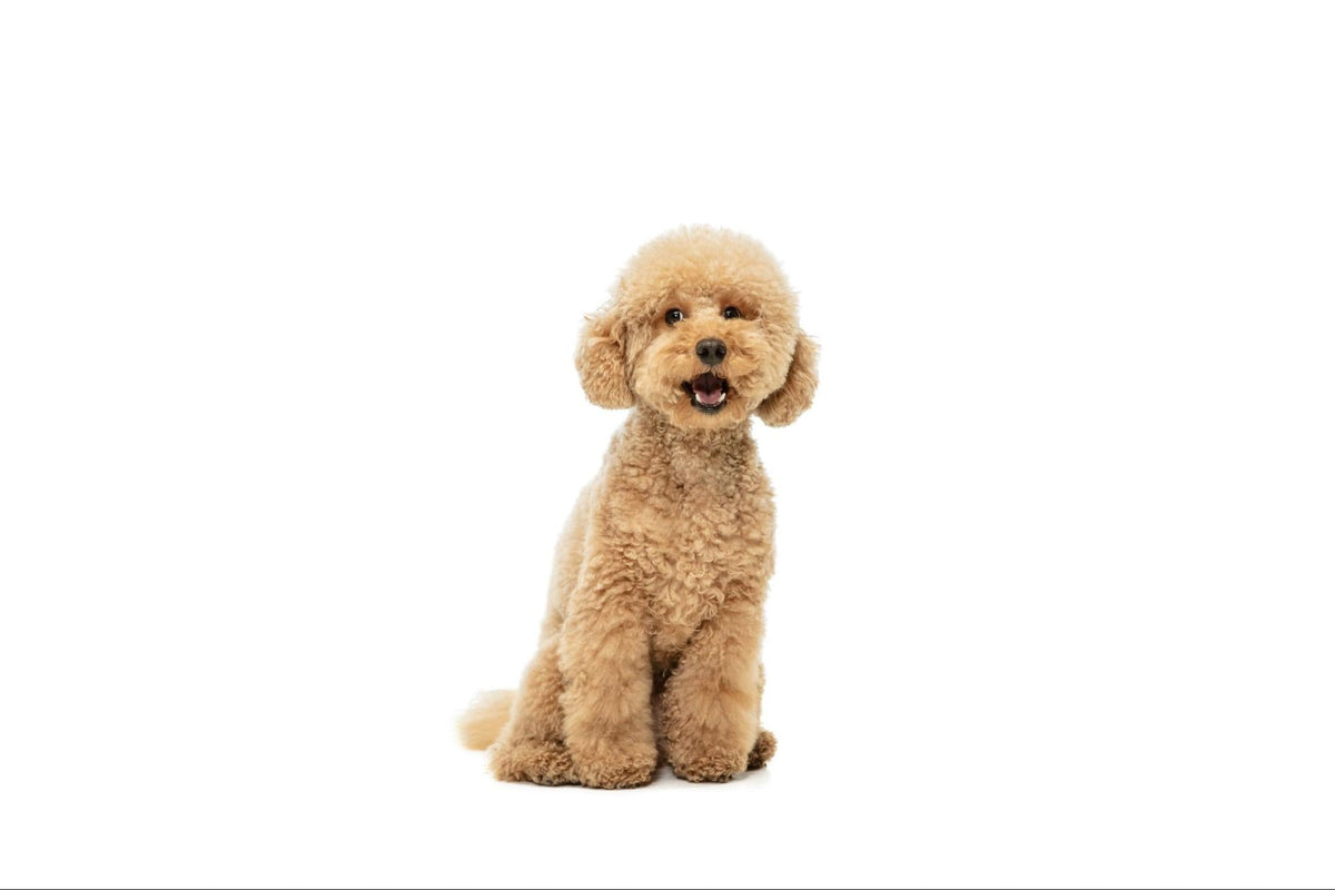 How Much Should a Puppy Poop? Understanding Normal Behavior – City Doggo